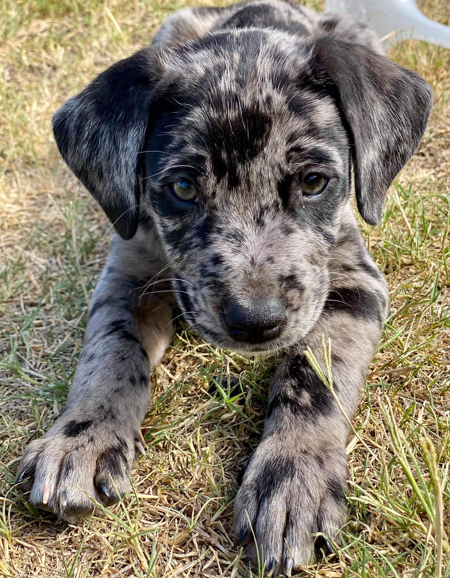 Grayson - Medium Male Labrador Mix Dog in QLD - PetRescue