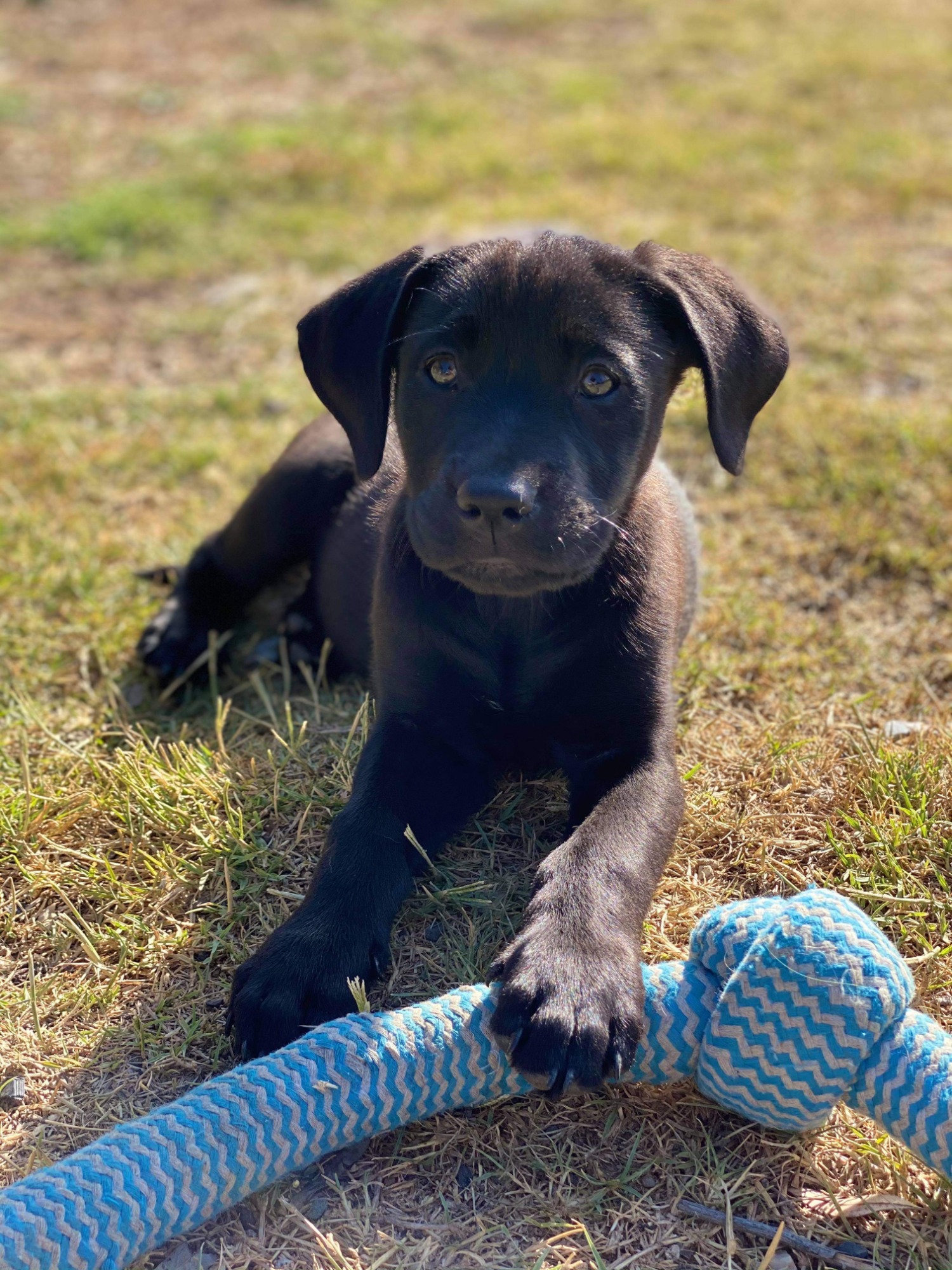 Quinn - Medium Female Labrador Mix Dog in QLD - PetRescue