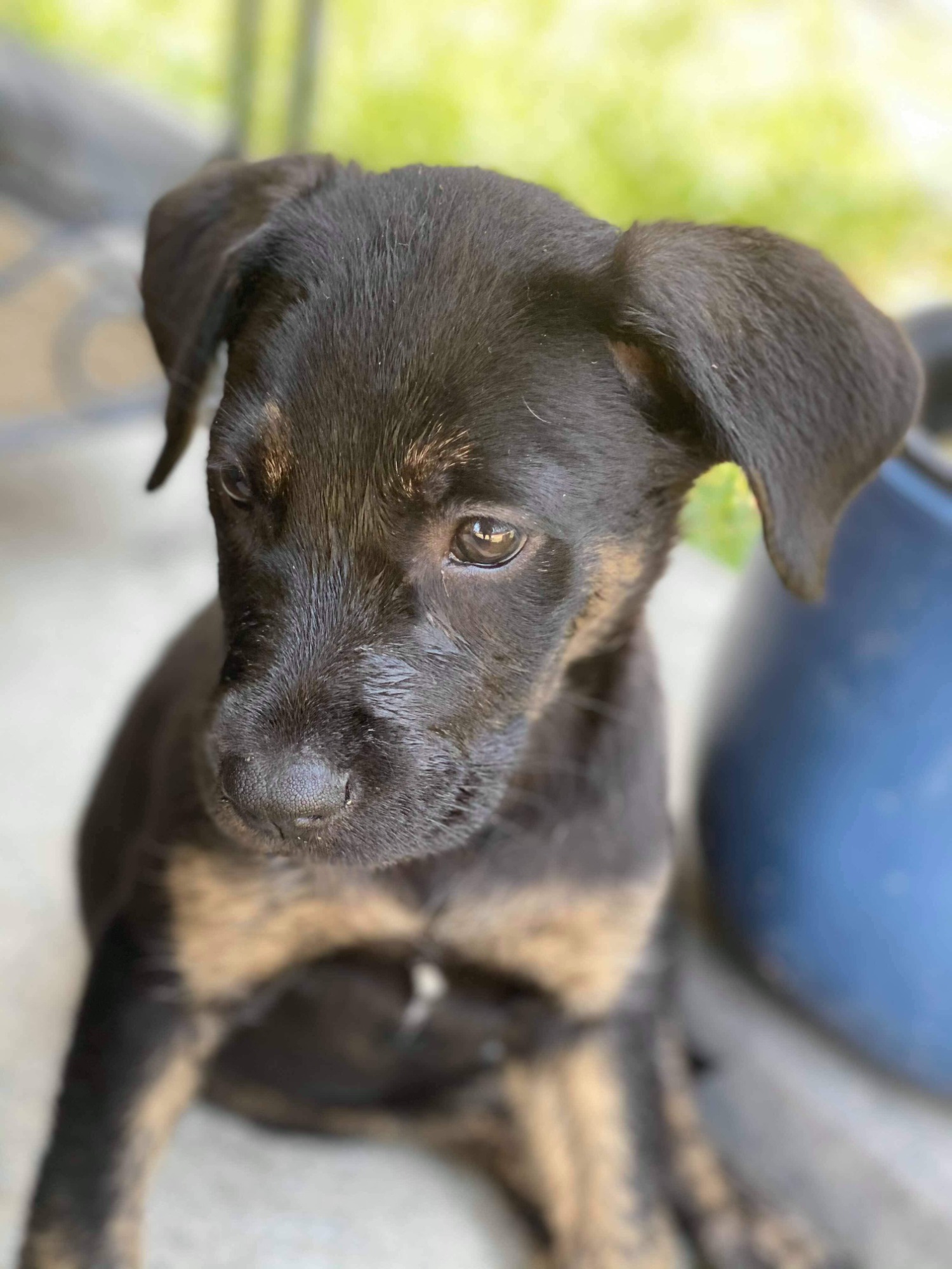 Arya - Medium Female Labrador Mix Dog in QLD - PetRescue