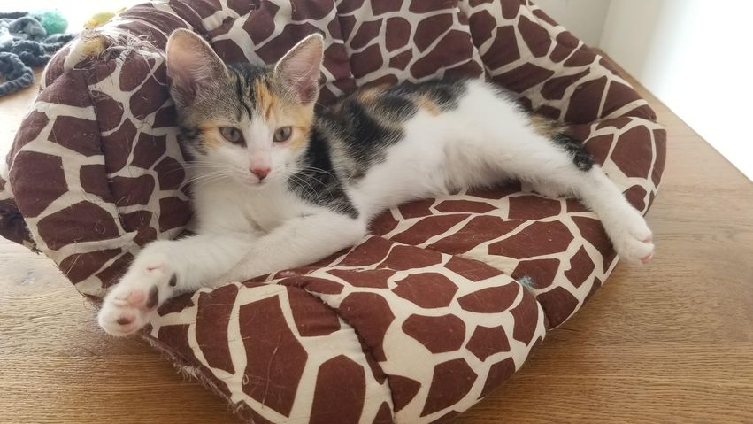 Shiraz - Female Domestic Short Hair Cat in NSW - PetRescue