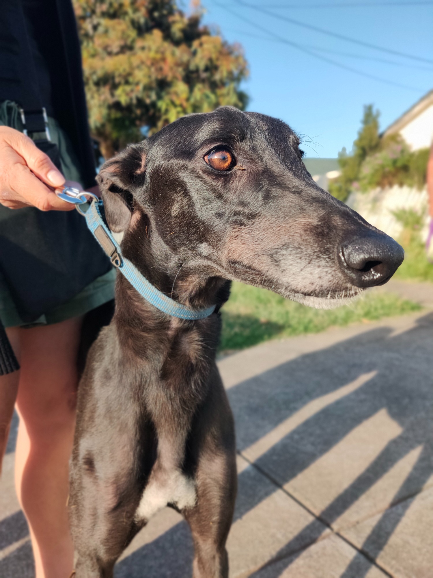 May - Large Female Greyhound Dog in VIC - PetRescue