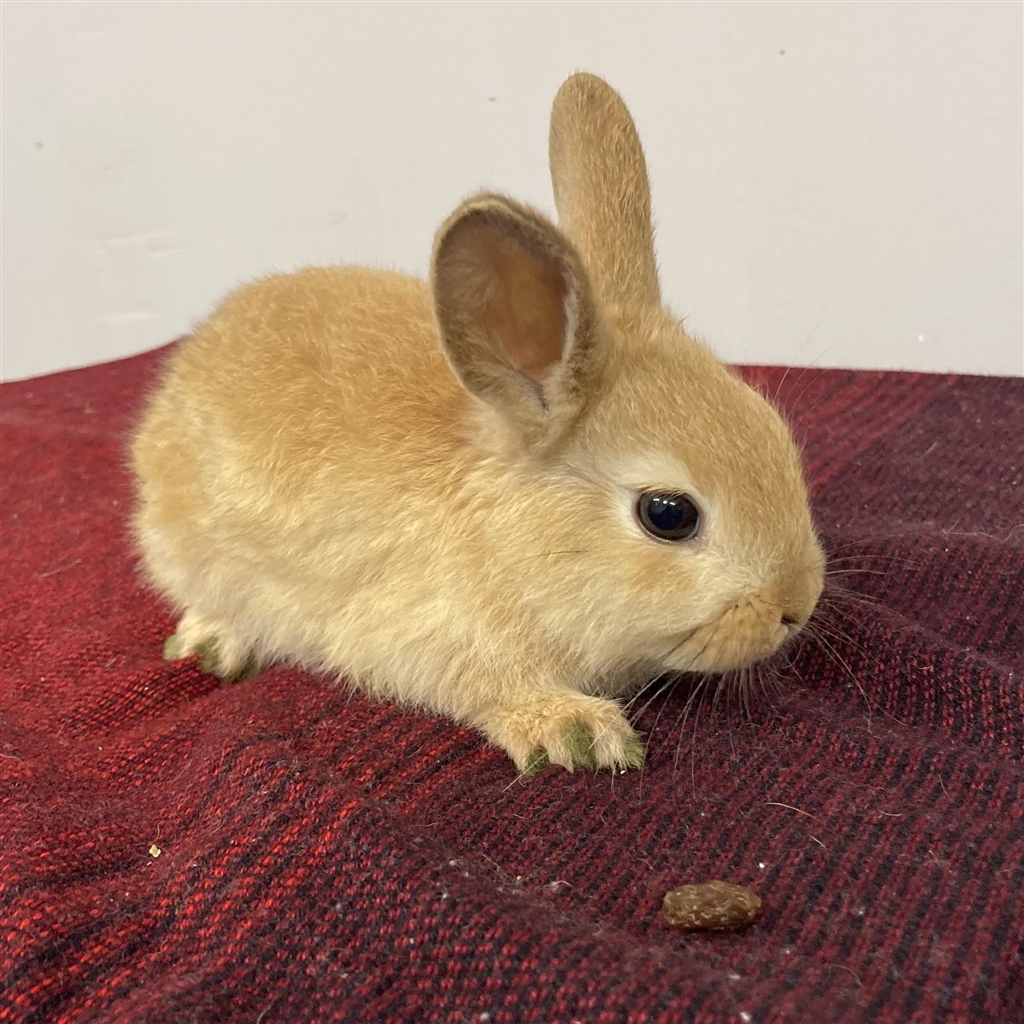 Scorbunny - Female Bunny Rabbit Mix Rabbit in WA - PetRescue