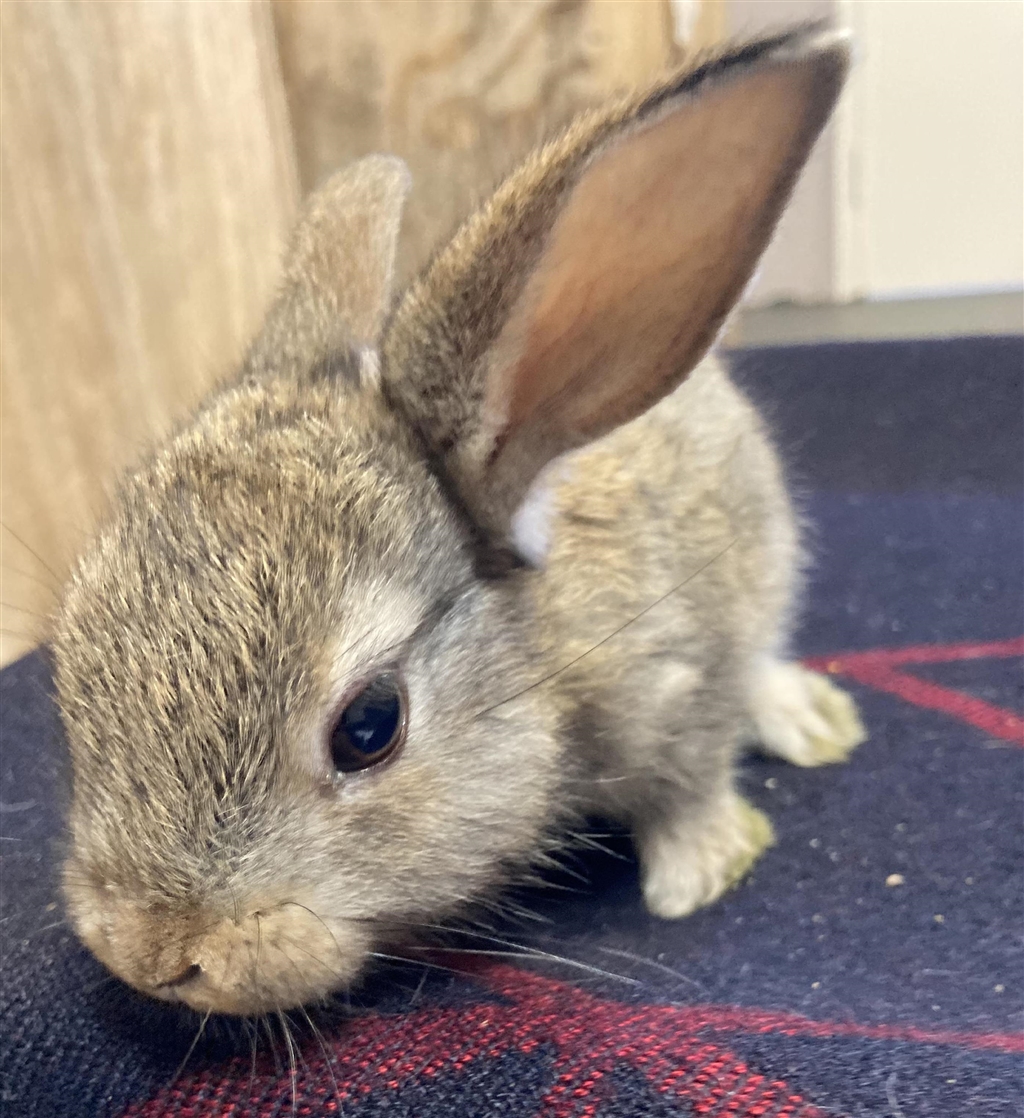 Luna - Female Bunny Rabbit Mix Rabbit in WA - PetRescue