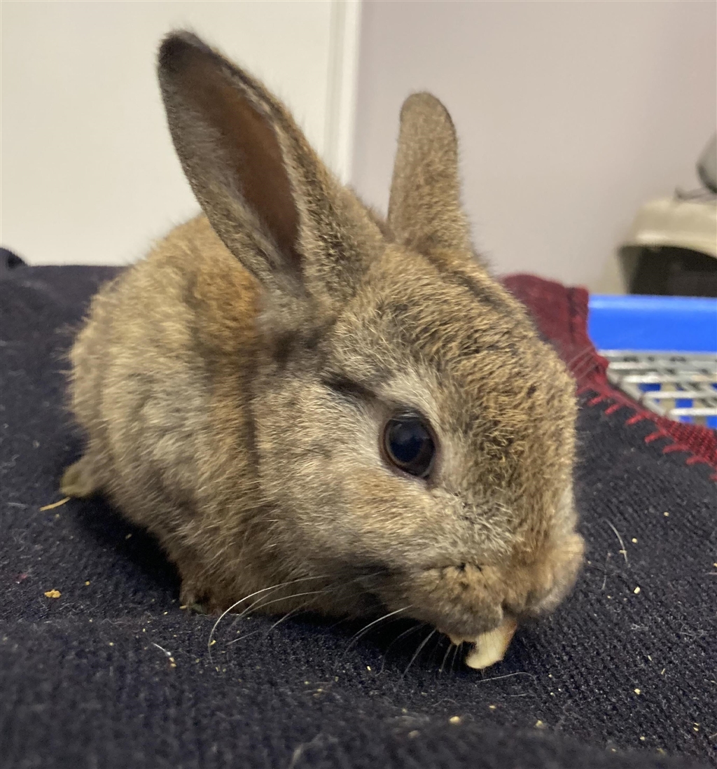 Lucario - Female Bunny Rabbit Mix Rabbit in WA - PetRescue