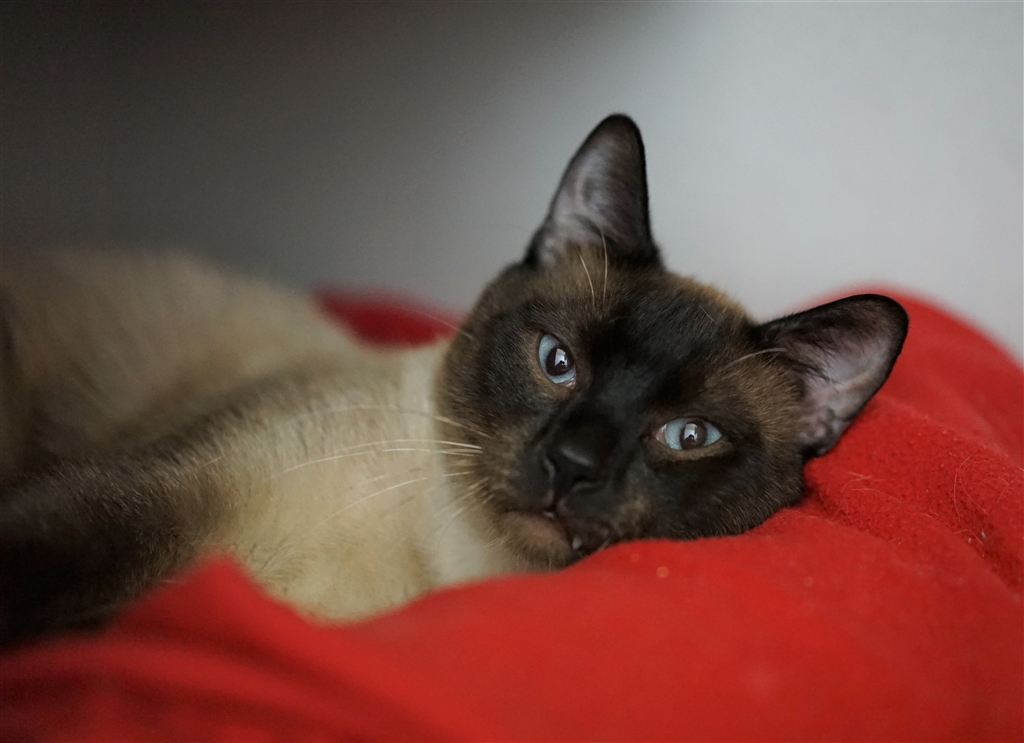 Frankie - Male Layanese Mix Cat in QLD - PetRescue