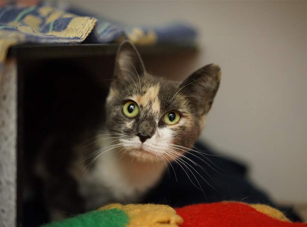 Melia - Female Domestic Short Hair Mix Cat in QLD - PetRescue