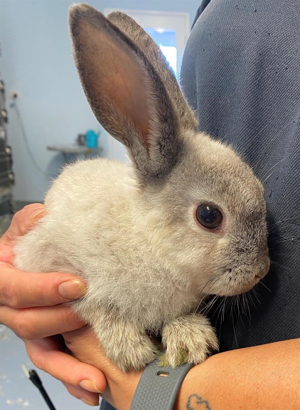 Cleffa - Male Bunny Rabbit Mix Rabbit in WA - PetRescue