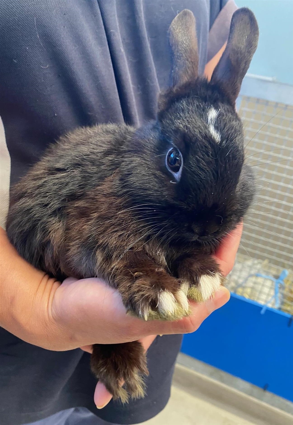 Tangela/ Zeus - Male Bunny Rabbit Mix Rabbit in WA - PetRescue