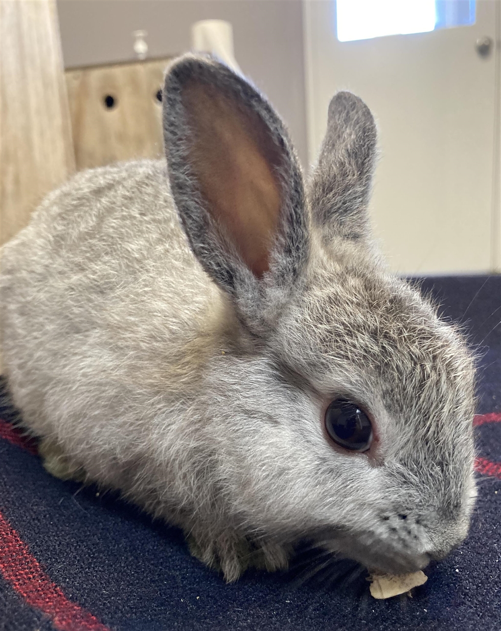 Elsa/ Bayleef - Female Bunny Rabbit Mix Rabbit in WA - PetRescue
