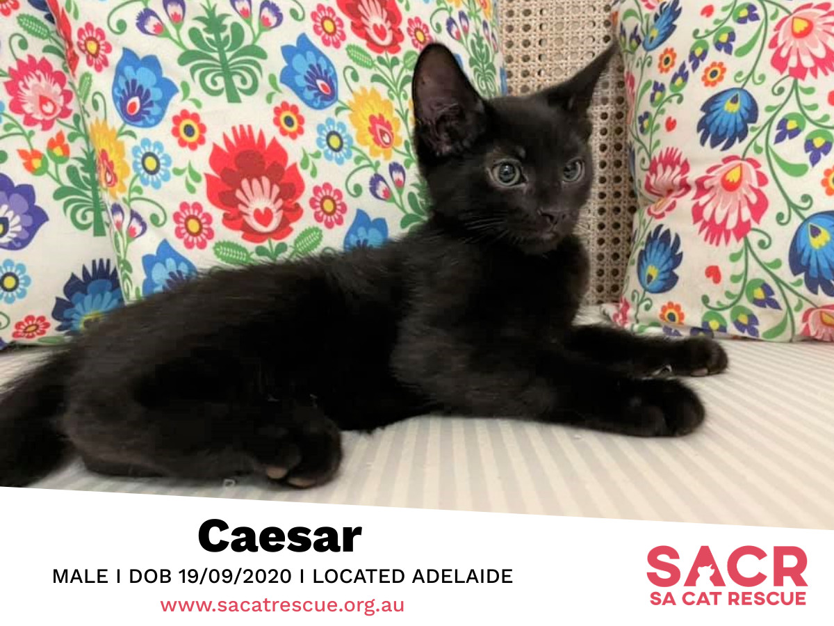 Caesar - Male Domestic Short Hair Cat in SA - PetRescue