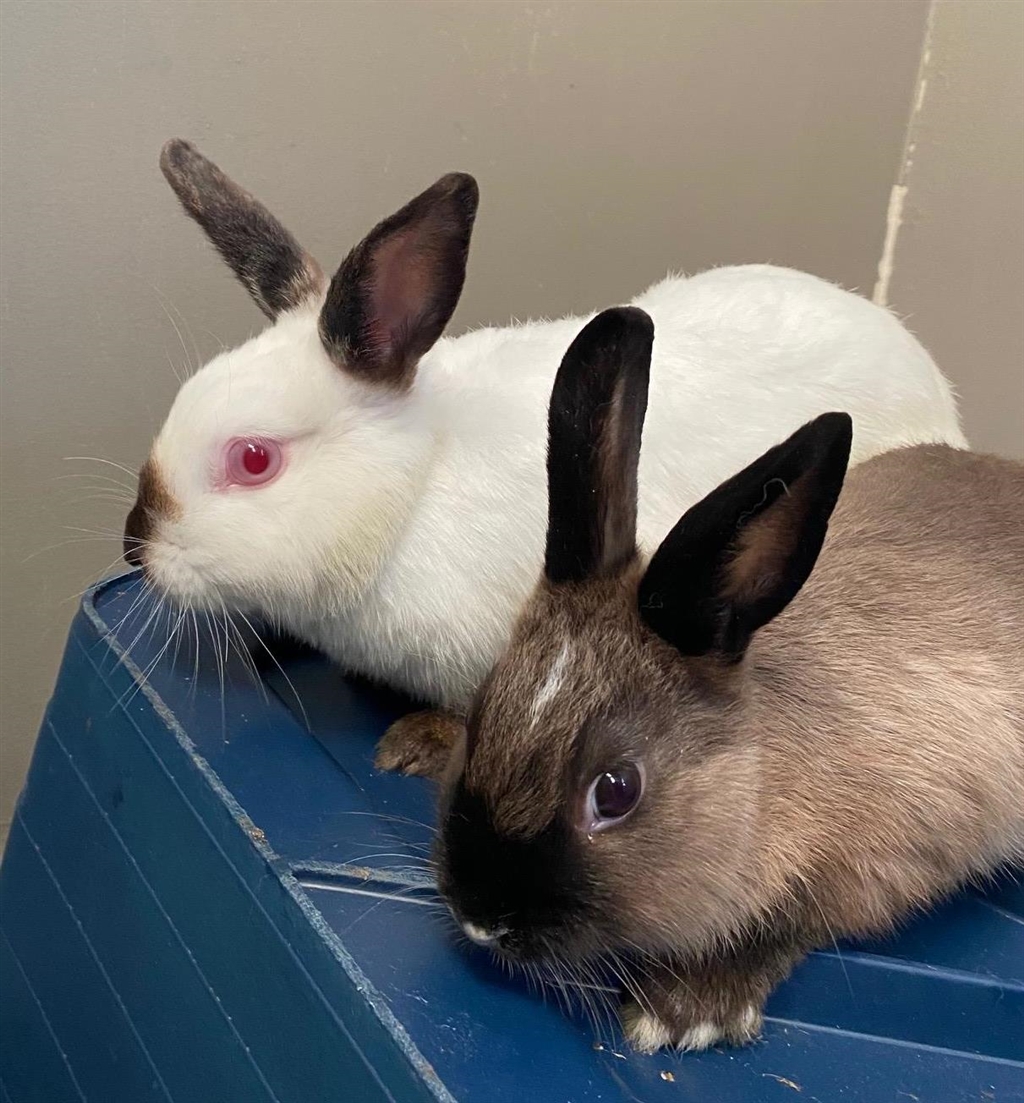 Paras - Female Bunny Rabbit Mix Rabbit in WA - PetRescue