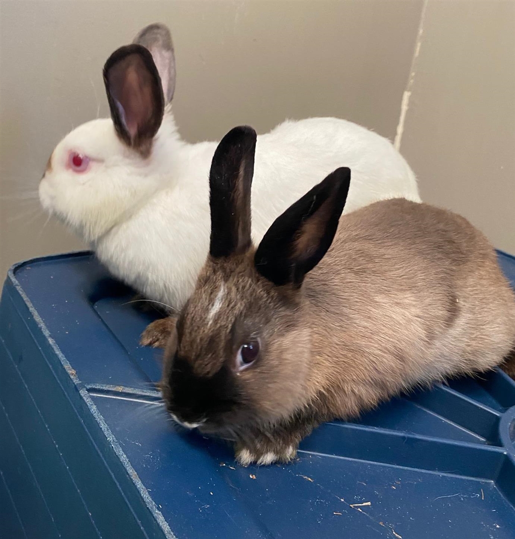 Diglett - Female Bunny Rabbit Mix Rabbit in WA - PetRescue