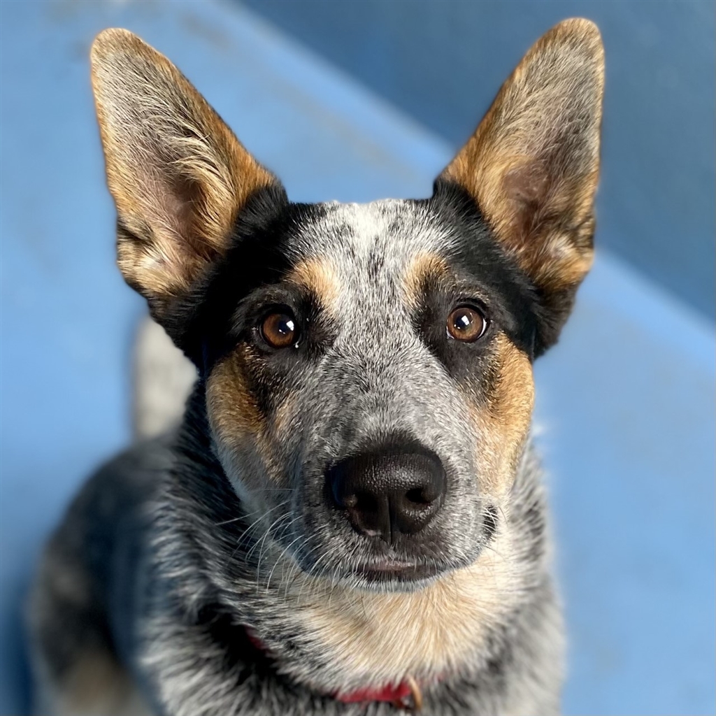 Sabre (adoption Pending) - Medium Female Heeler Dog in VIC - PetRescue