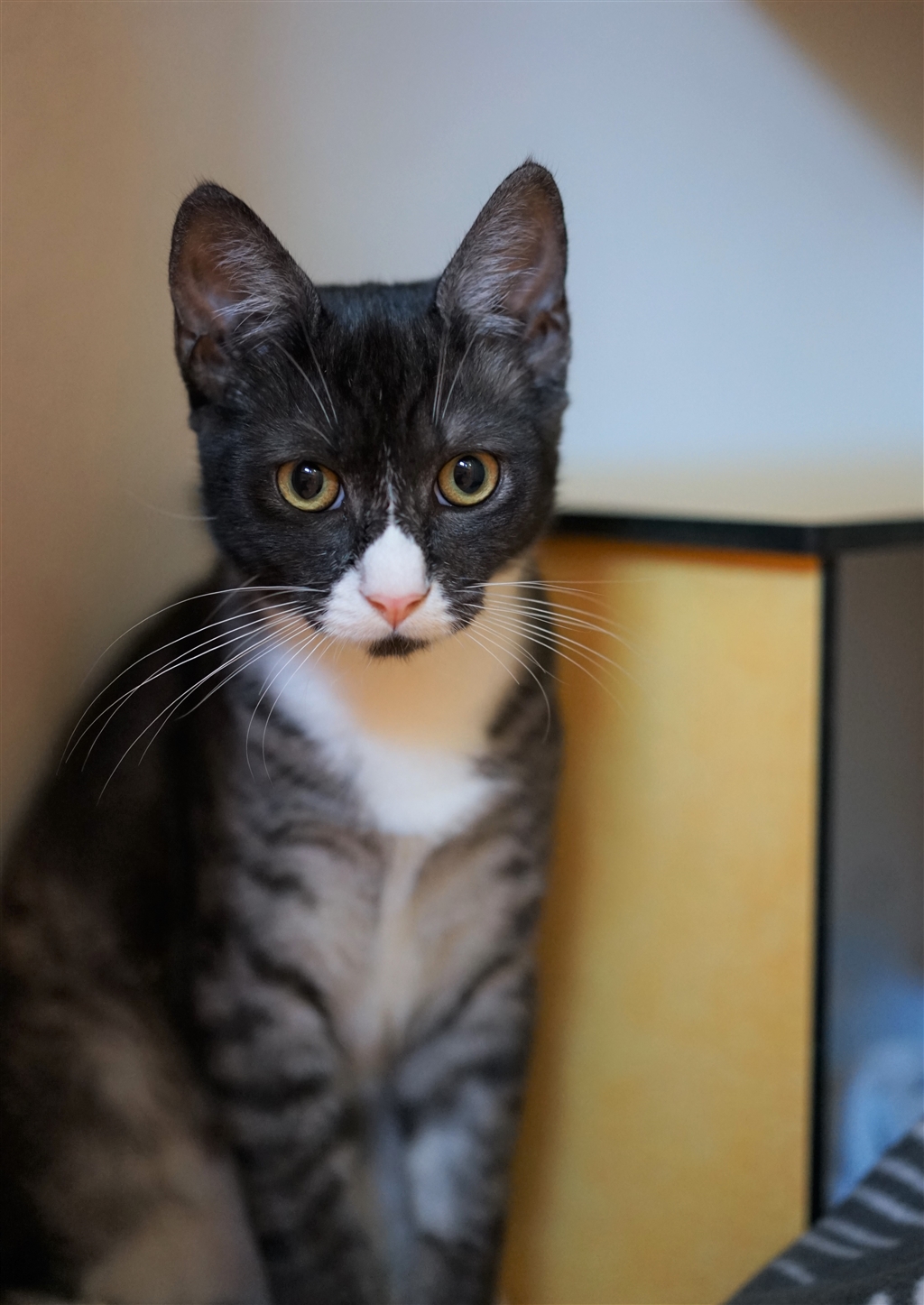 Tazzy - Female Domestic Short Hair Mix Cat in QLD - PetRescue