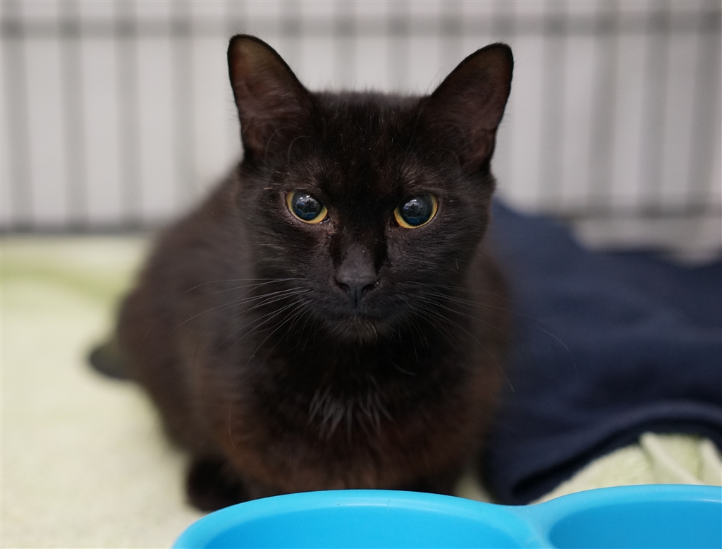 Muffy - Female Manx Mix Cat in QLD - PetRescue