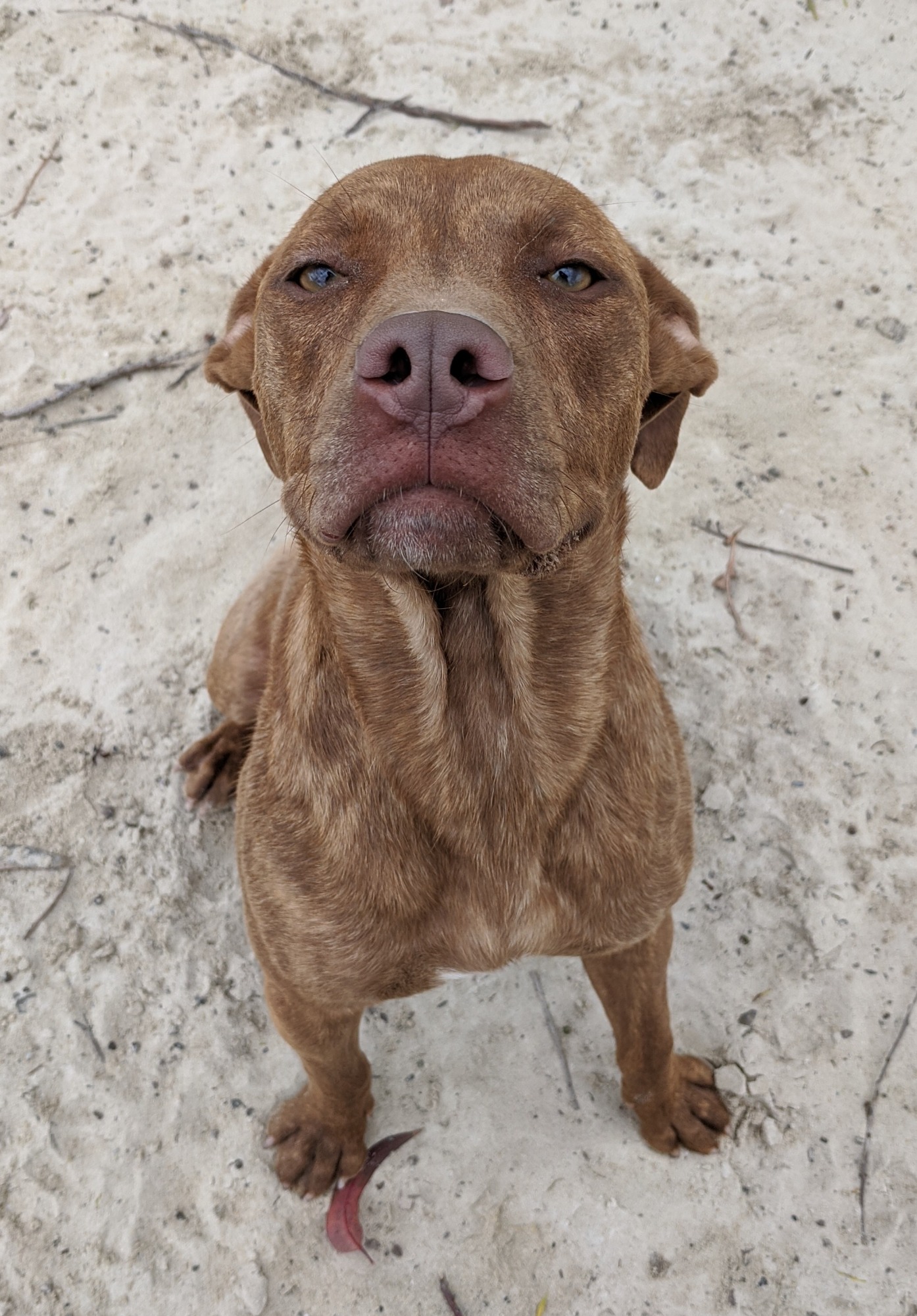 Rusty - Medium Female Staffordshire Bull Terrier x American Bulldog Mix ...