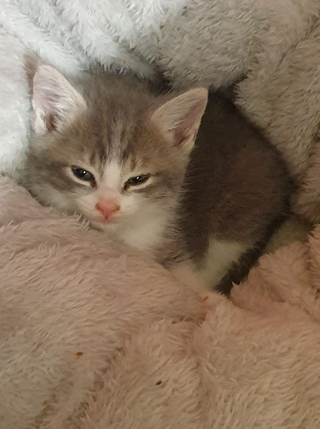 Spunky spud - kitten - Female Domestic Short Hair Cat in VIC - PetRescue