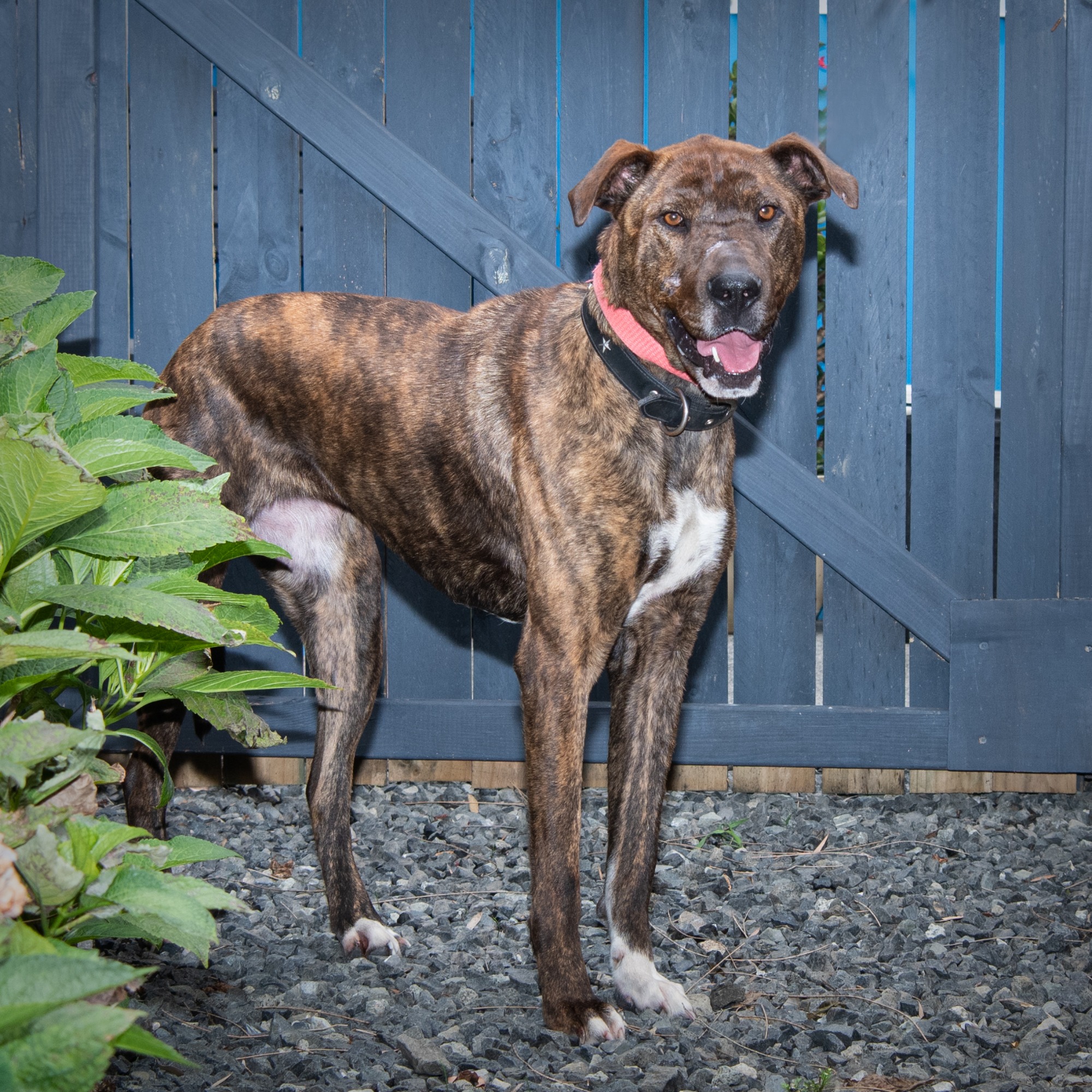 River - Large Female Mastiff x Greyhound Dog in NSW - PetRescue