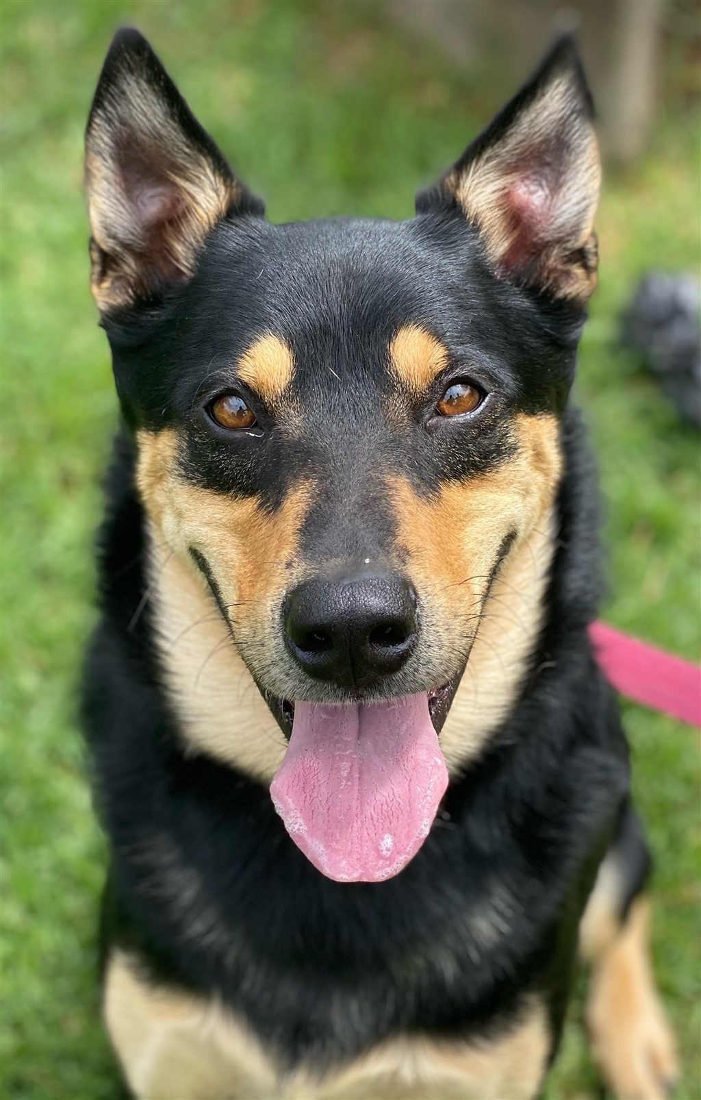 Echo - Large Male Alaskan Malamute x Kelpie Mix Dog in NSW - PetRescue