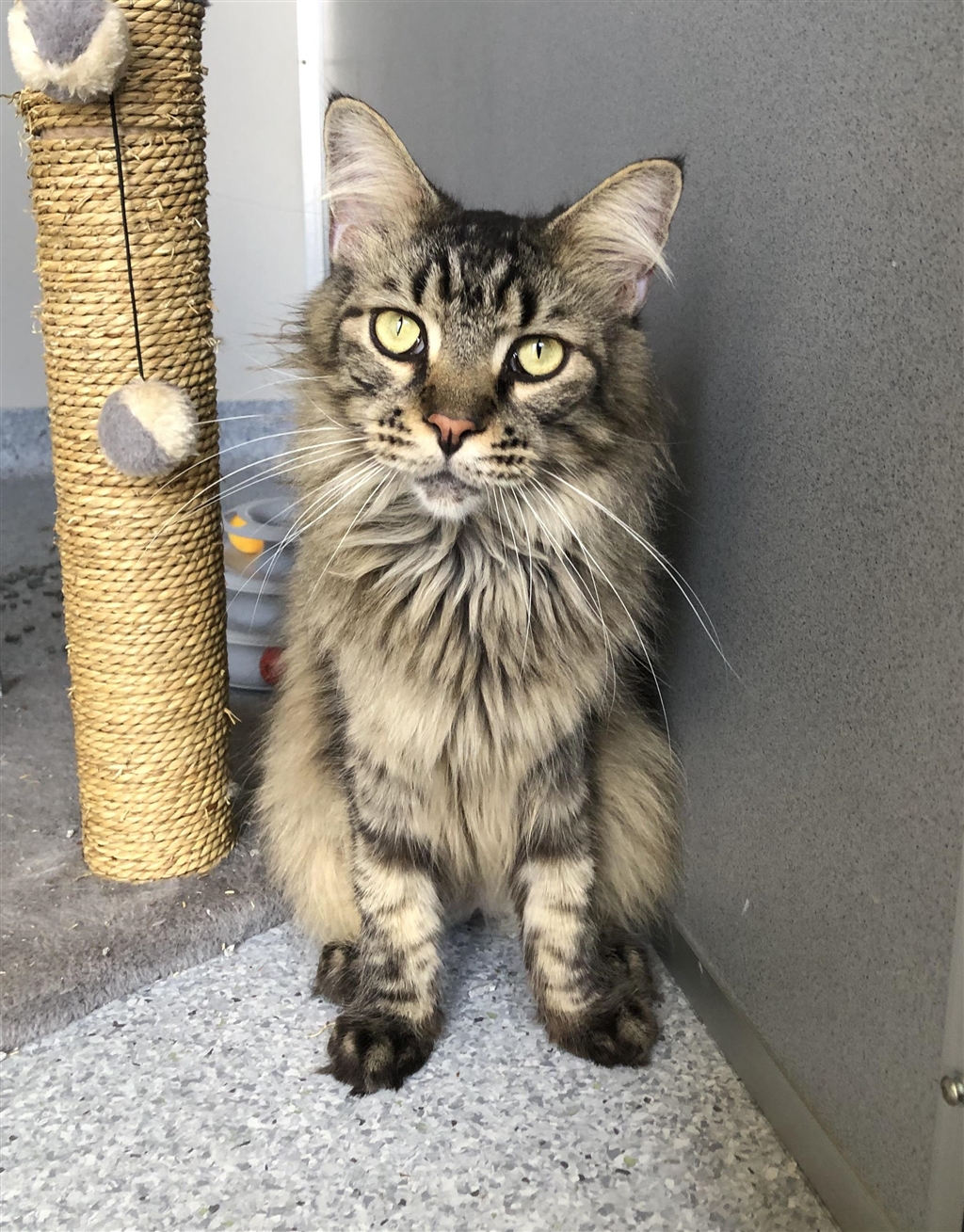 Tigger - Male Maine Coon Mix Cat in QLD - PetRescue