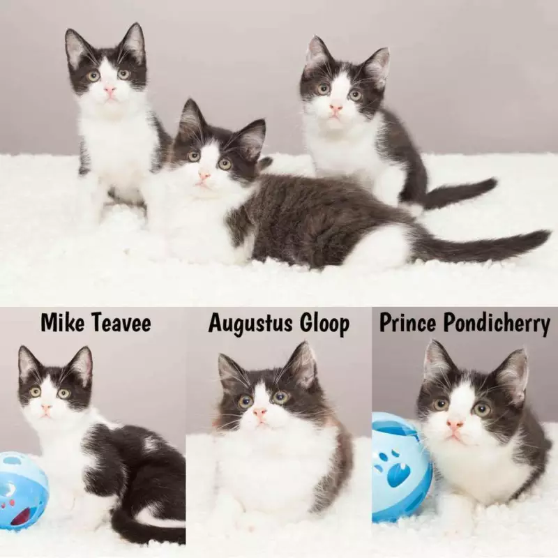 3806/3809 – Augustus Gloop & Mike Teavee - Male Domestic Short Hair Cat ...