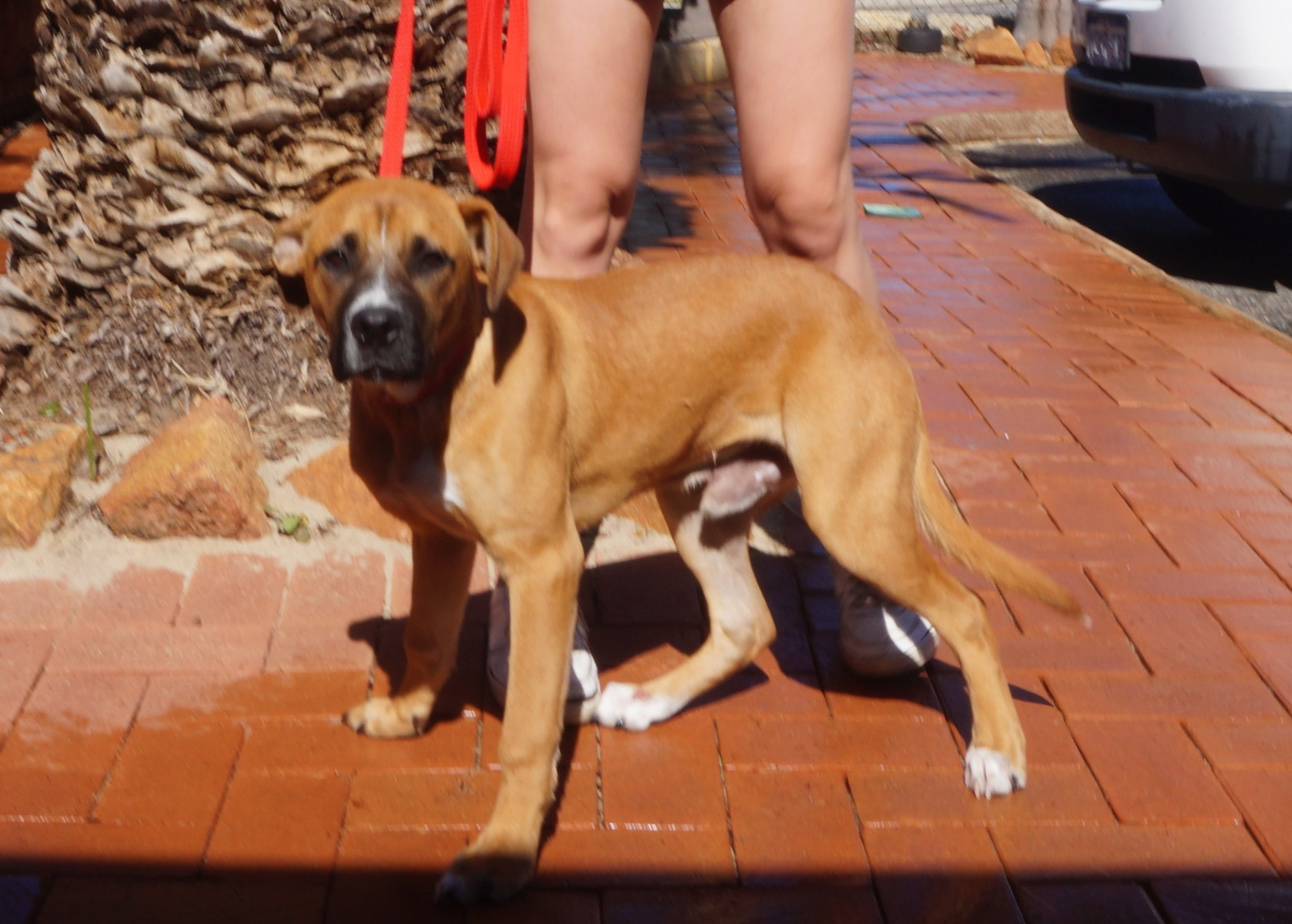 Hurley - Large Male Ridgeback x Cross breed Mix Dog in WA - PetRescue