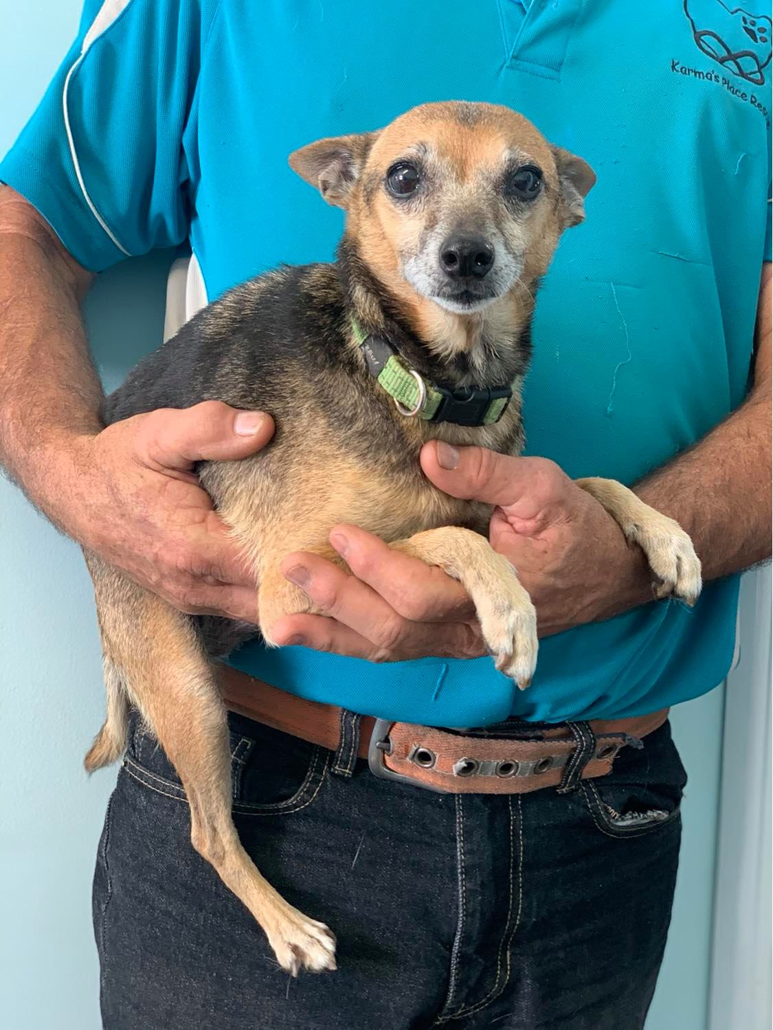 Jacusie - Small Male Miniature Fox Terrier Mix Dog in QLD - PetRescue