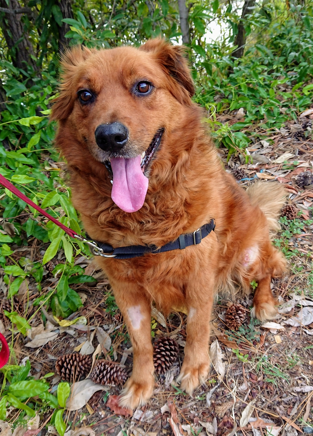Rusty - Large Male Border Collie Mix Dog in QLD - PetRescue