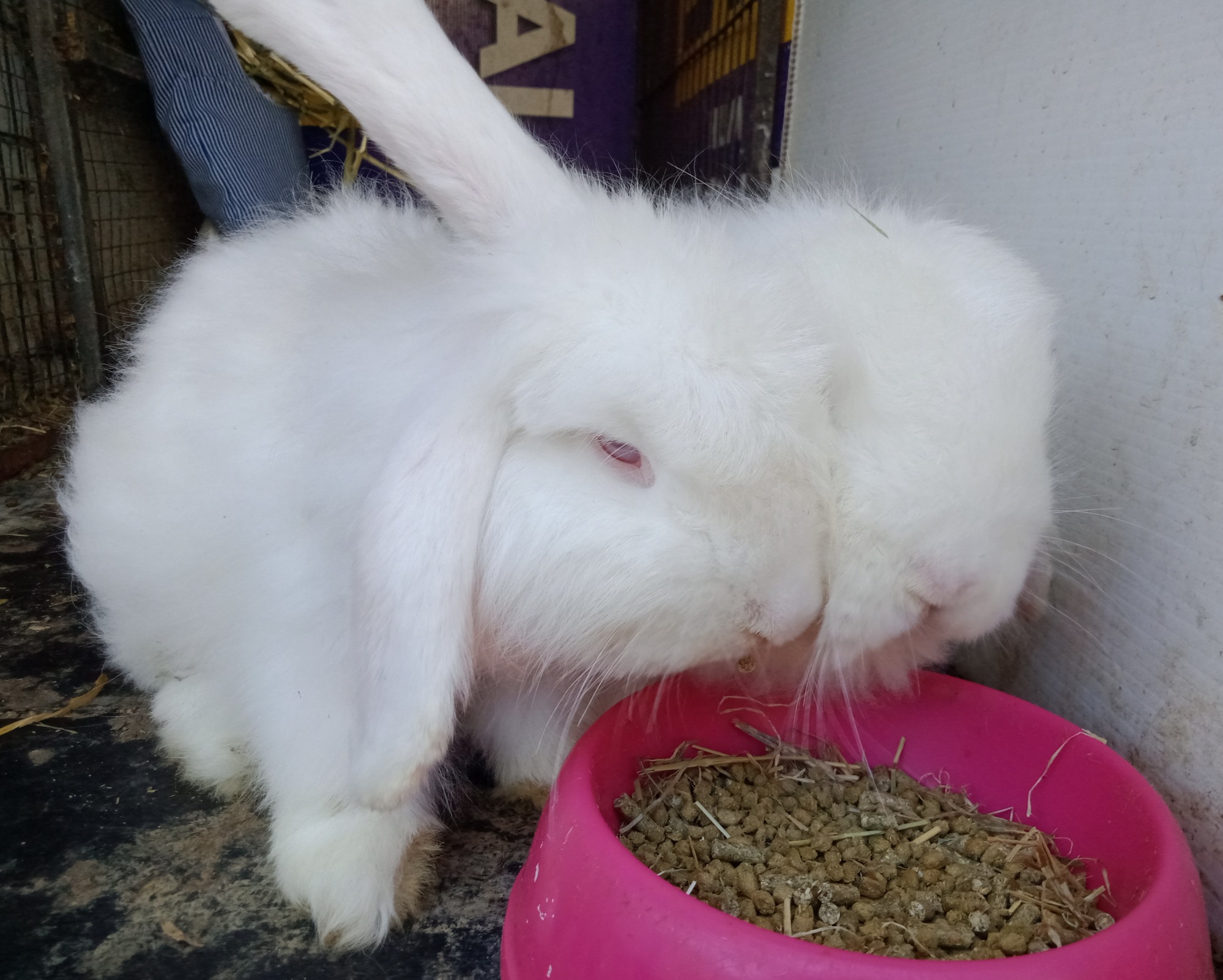 Fog and Mist - Male Angora x Cashmere Rabbit in NSW - PetRescue