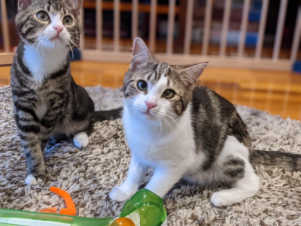 Teen Tabby Sensations Bingus & Dingus - Female Domestic Short Hair Cat ...