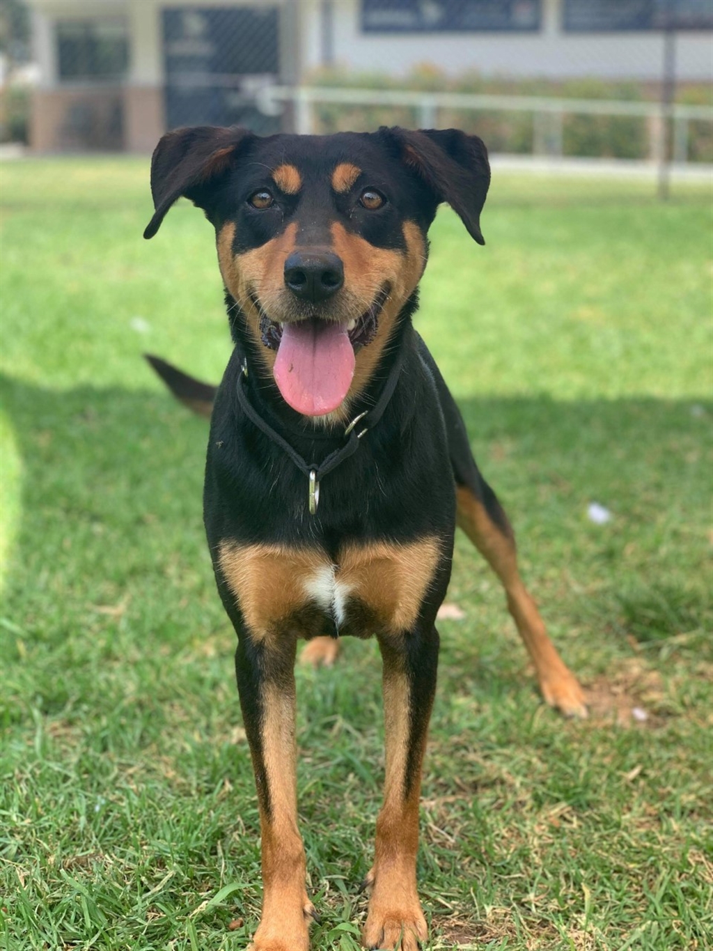 Jess - Medium Female Kelpie Mix Dog in NSW - PetRescue