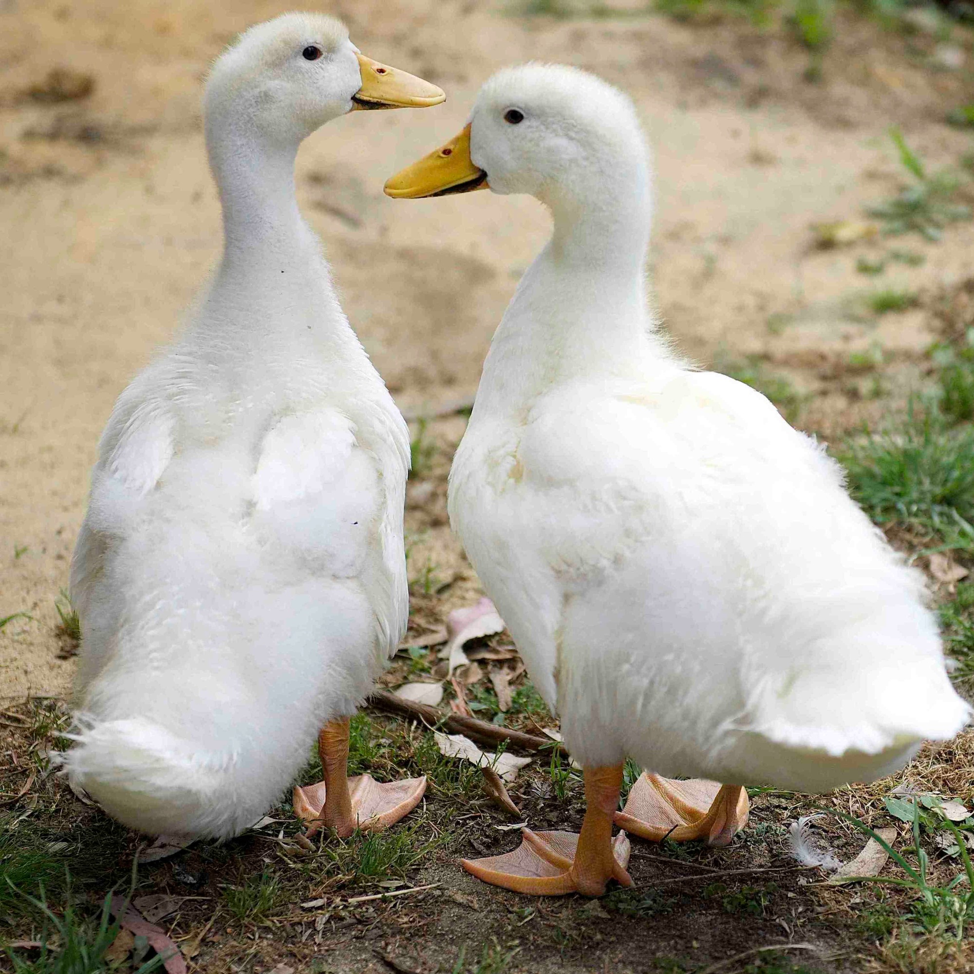 Quackers & Cheese - Female Duck in NSW - PetRescue