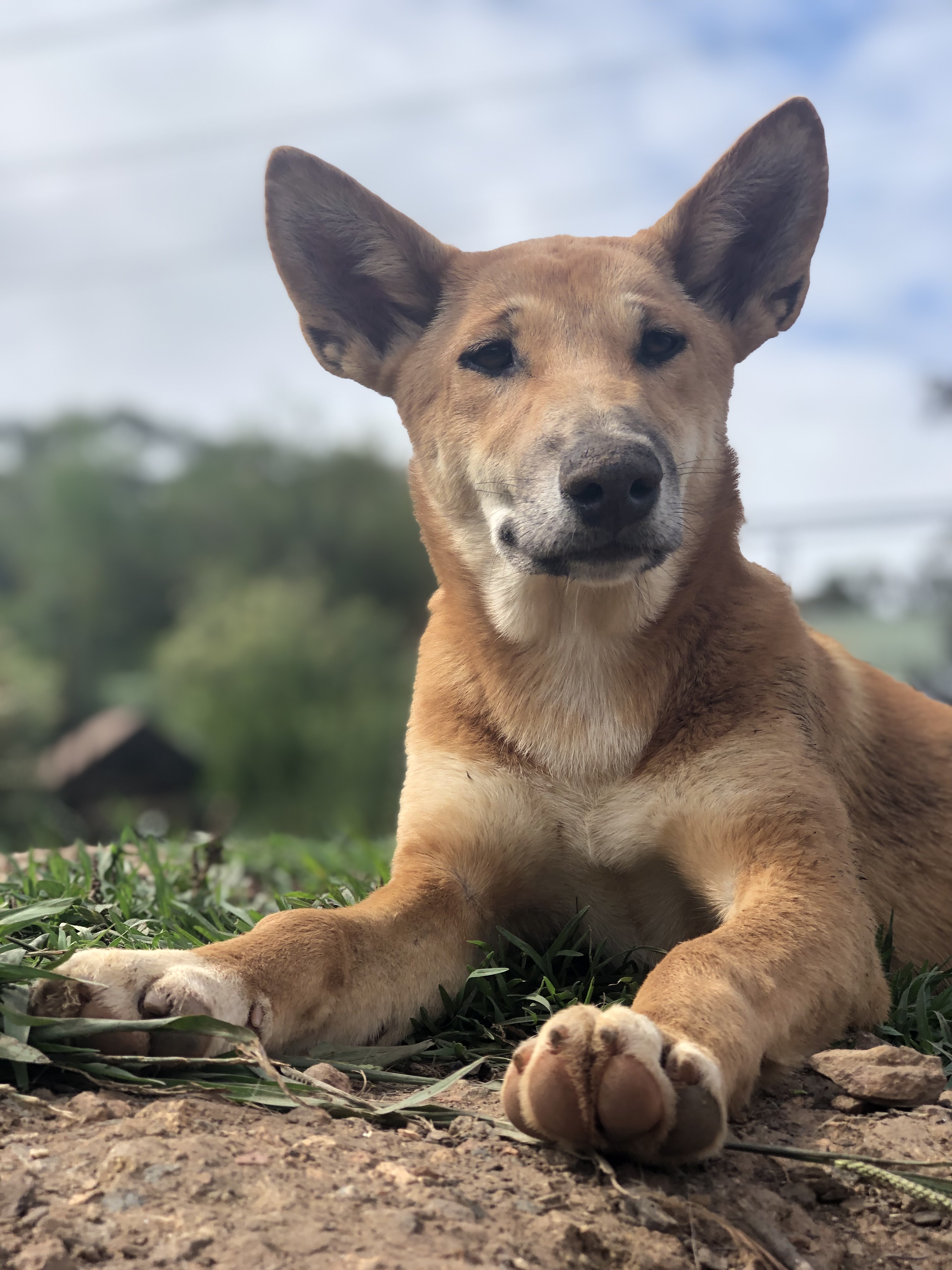Dingo Den Animal Rescue - PetRescue