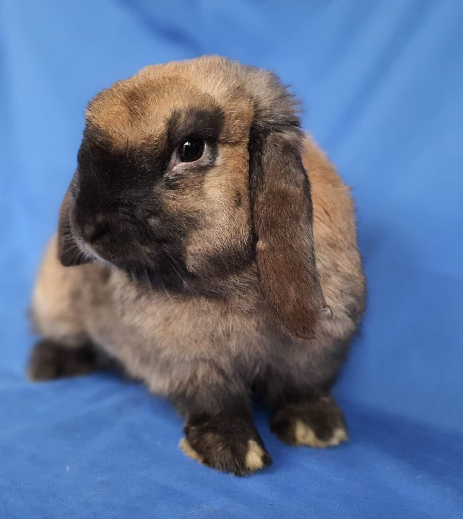 Lupin - Male Dwarf lop Rabbit in VIC - PetRescue