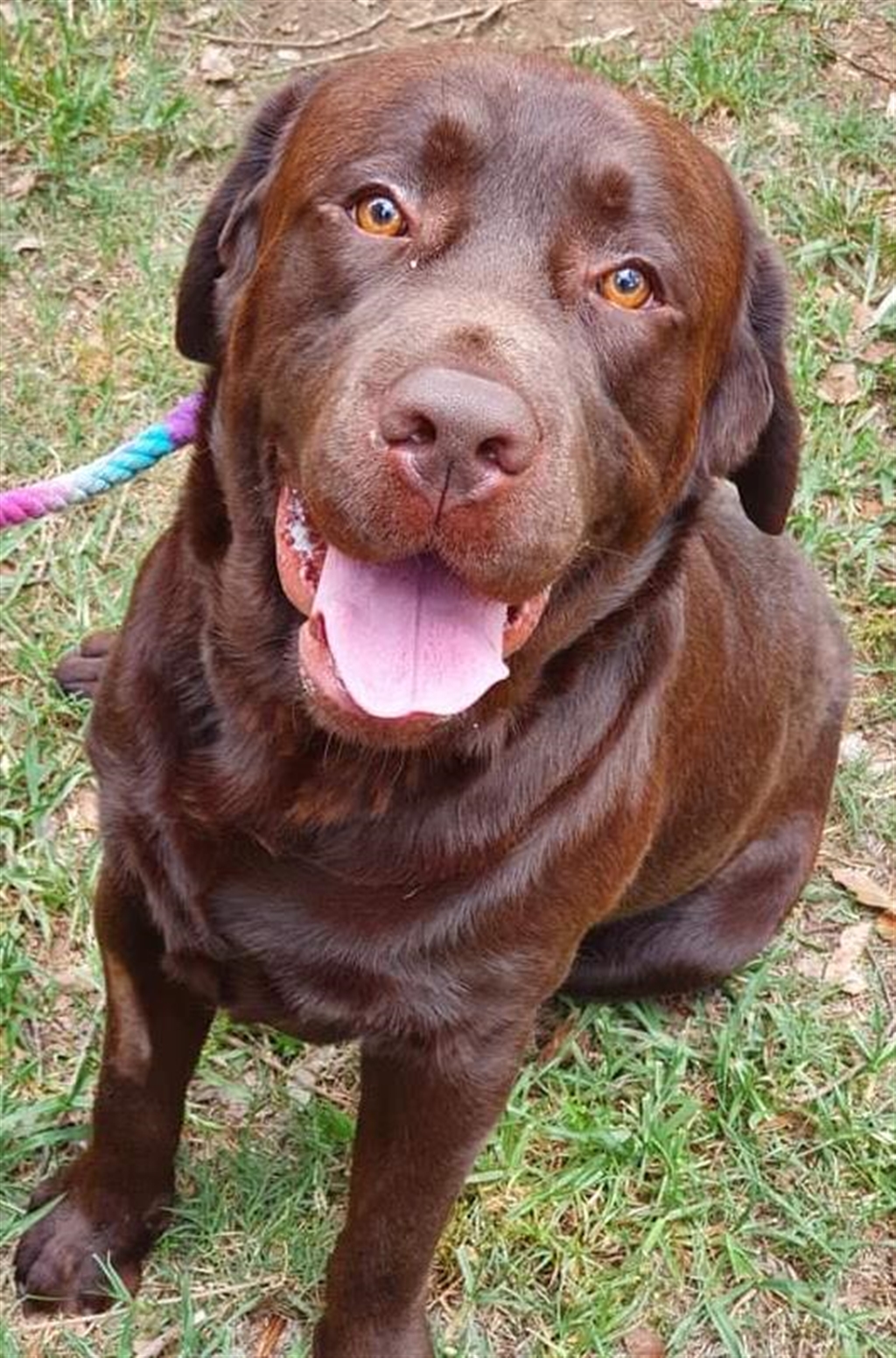 Chewie - Medium Male Labrador Mix Dog in NSW - PetRescue