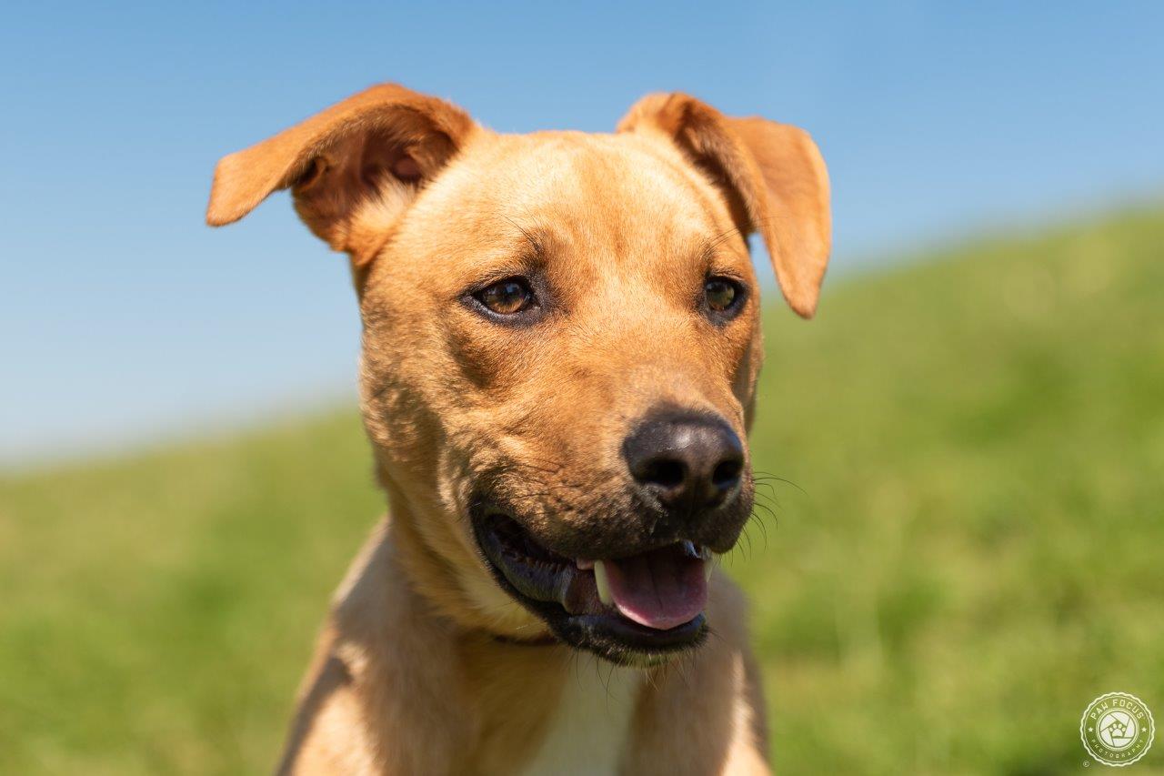 Teddy Yorick - checking out new home! - Medium Male Kelpie x Rhodesian ...