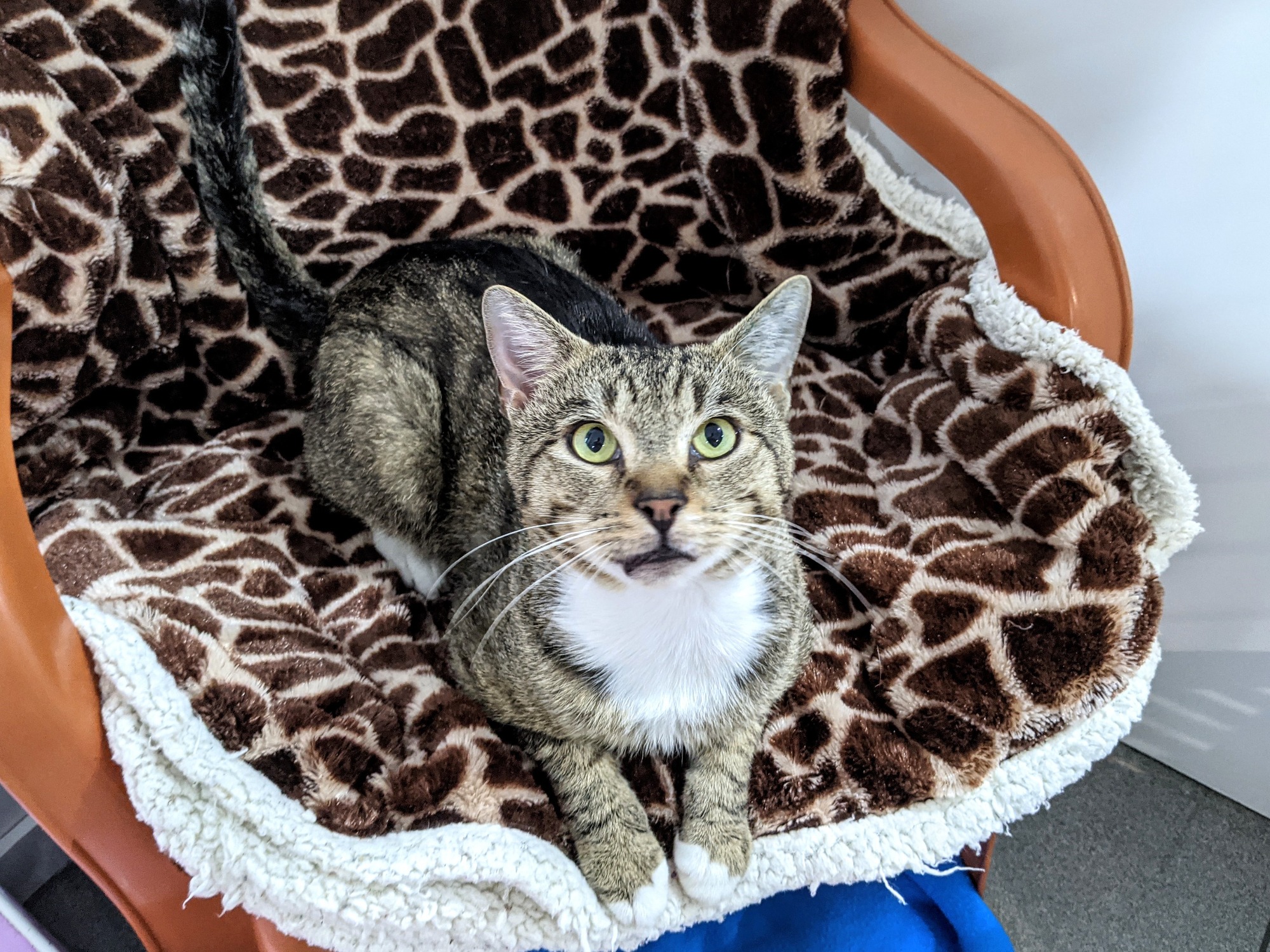 Boof - Male Domestic Short Hair Cat in VIC - PetRescue