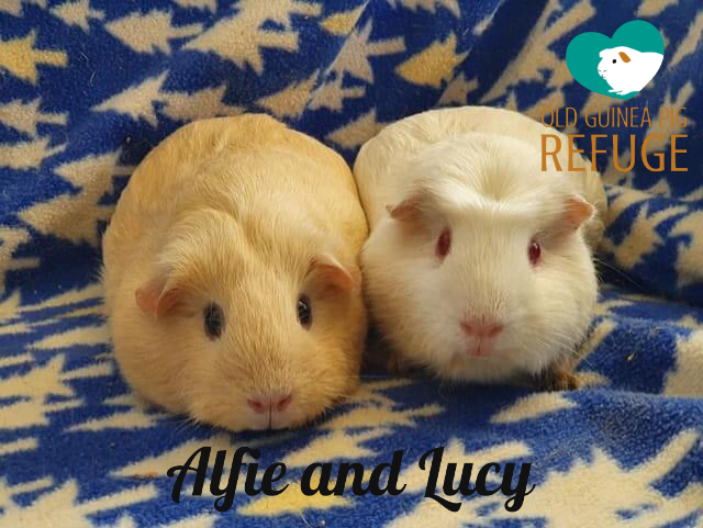 Lucy and Alfie (desexed male) - Female Short-hair Smooth Hair x Crested ...
