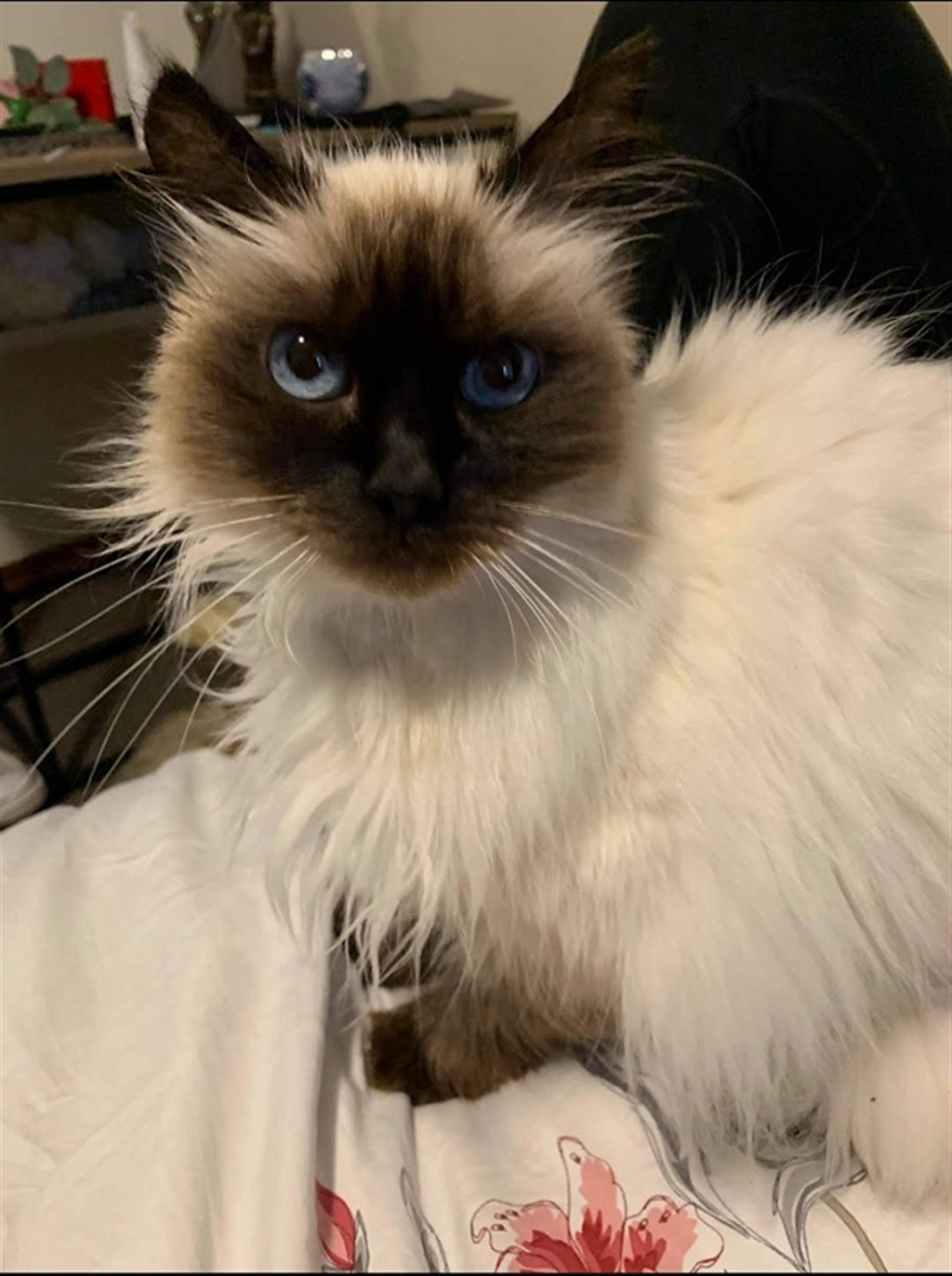 Lily - Female Ragdoll Mix Cat in WA - PetRescue
