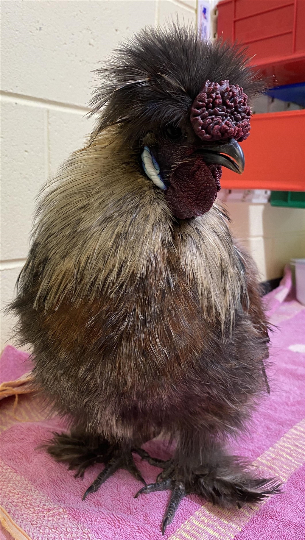 Hank - Male Rooster Chinese Silky Fowl in QLD - PetRescue