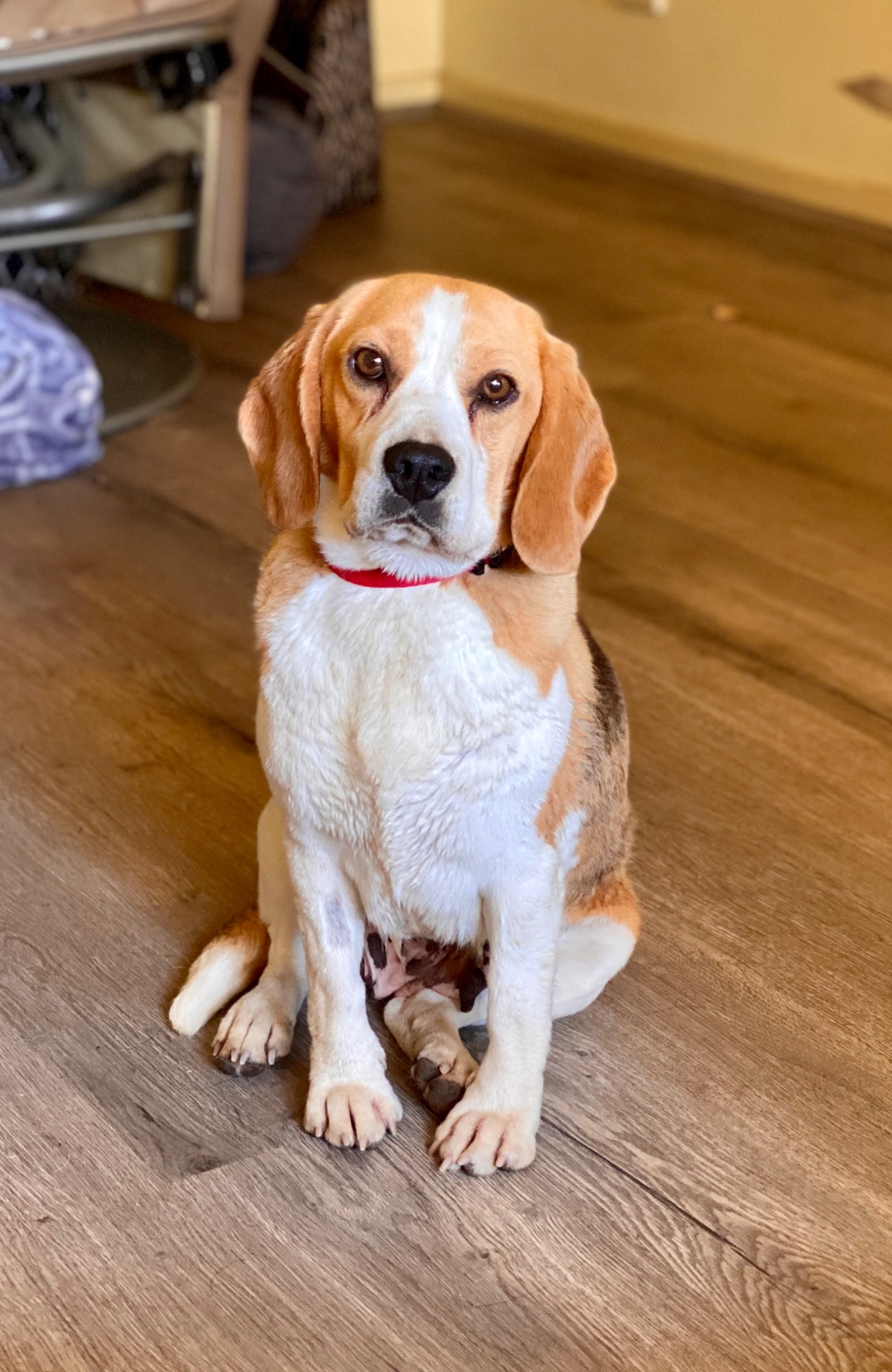 Luna - Small Female Beagle Dog in VIC - PetRescue