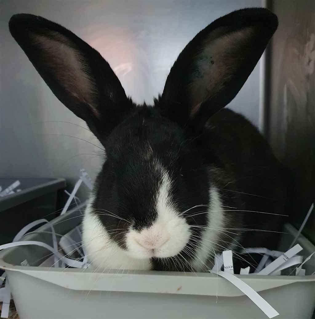 Flopsy - Female British Giant Mix Rabbit in TAS - PetRescue