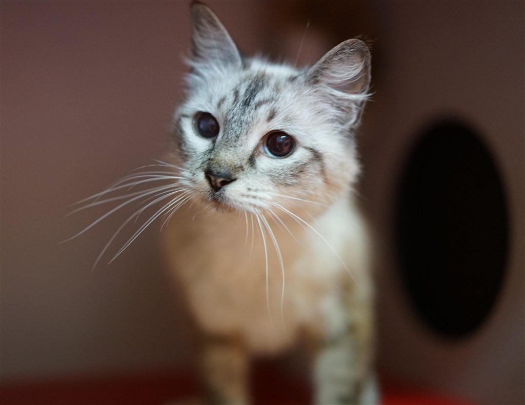 Princess (laya) - Female Layanese Mix Cat in QLD - PetRescue
