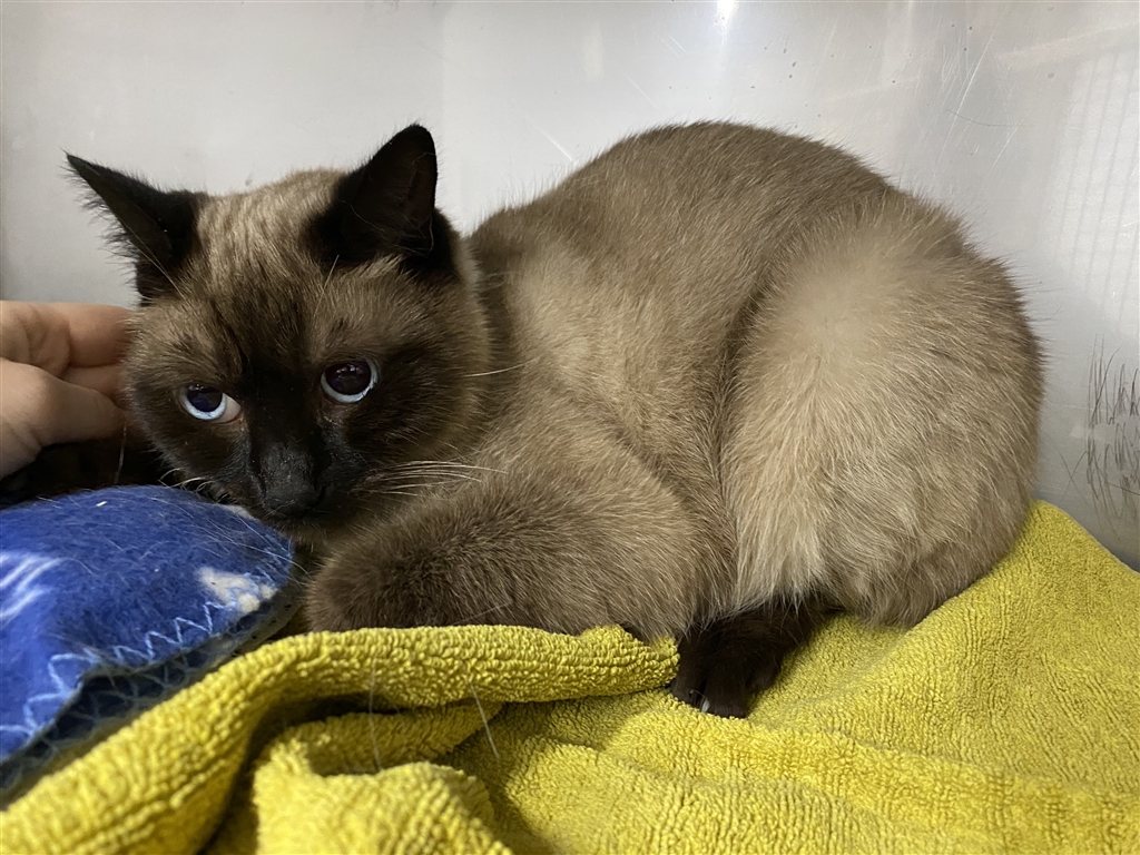 Mia - Female Layanese Mix Cat in QLD - PetRescue