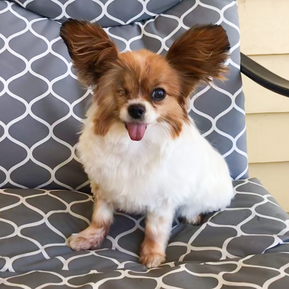 Daisy Belle - Small Female Papillon Dog in QLD - PetRescue