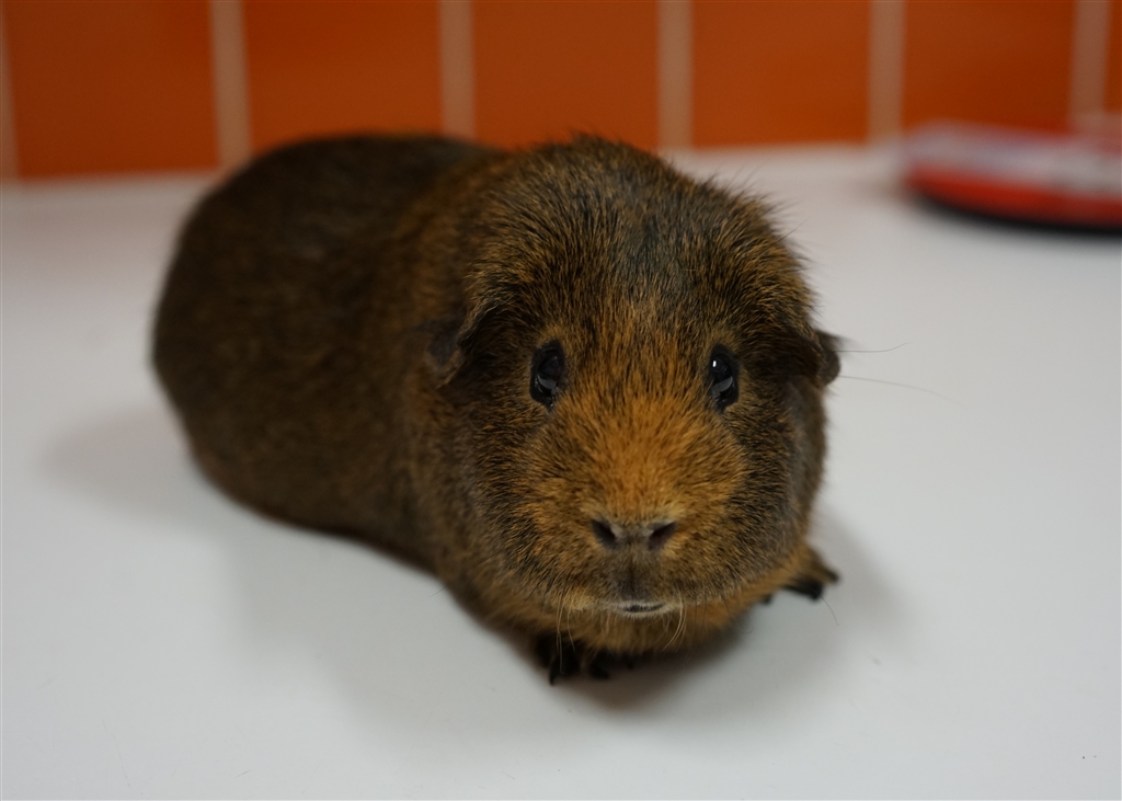Ginger - Male Short-hair Smooth Hair Mix Guinea Pig in QLD - PetRescue