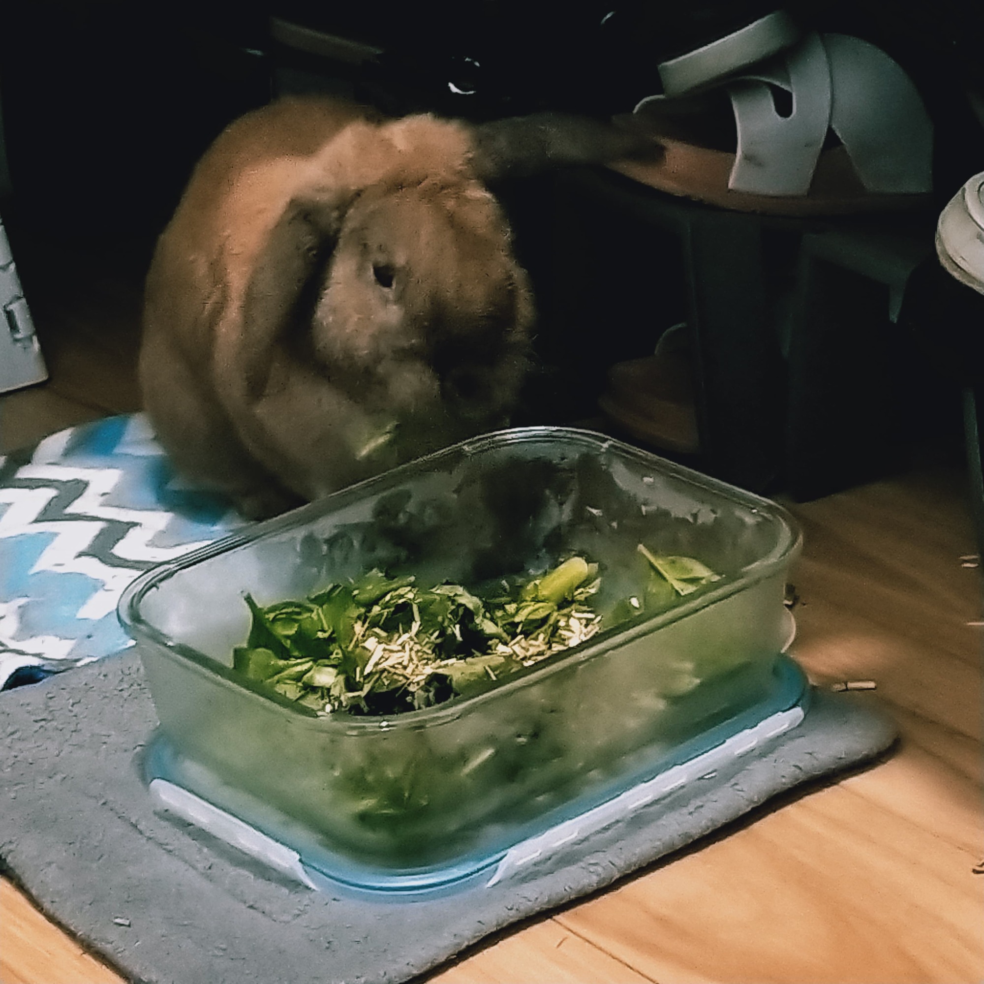 Elmo - Male Rabbit in WA - PetRescue