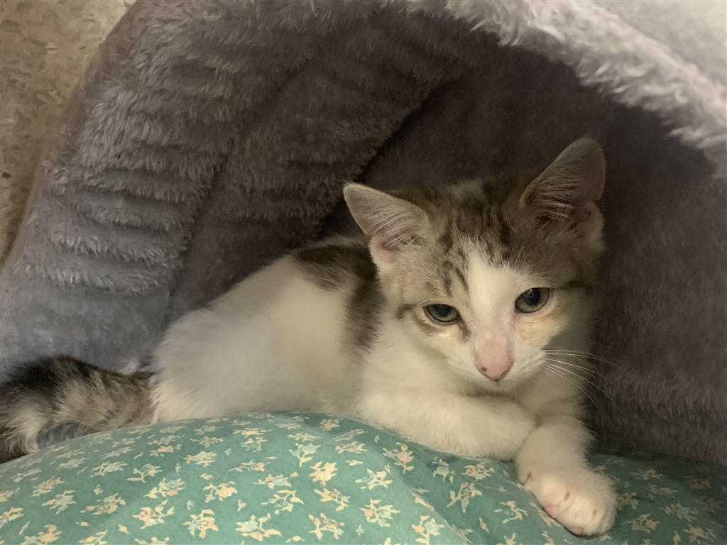 Splinter - Male Domestic Short Hair Mix Cat in NSW - PetRescue