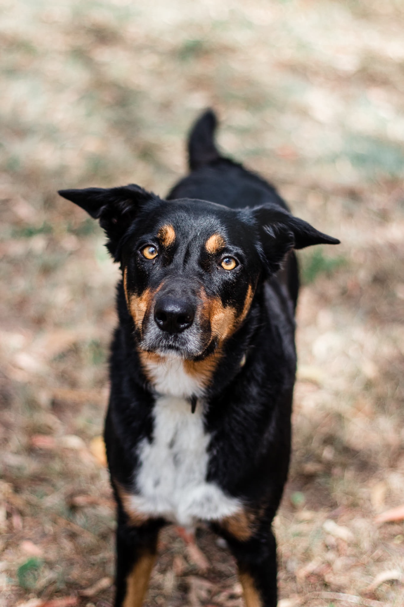 Buddy - Large Male Kelpie Dog in QLD - PetRescue