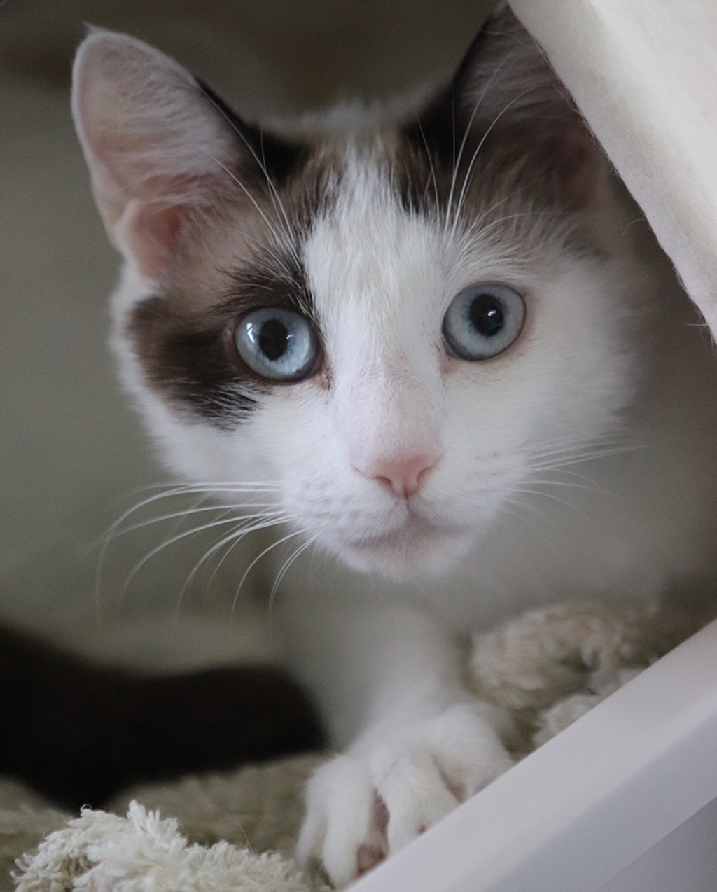 Meeka - Female Snowshoe Mix Cat in QLD - PetRescue